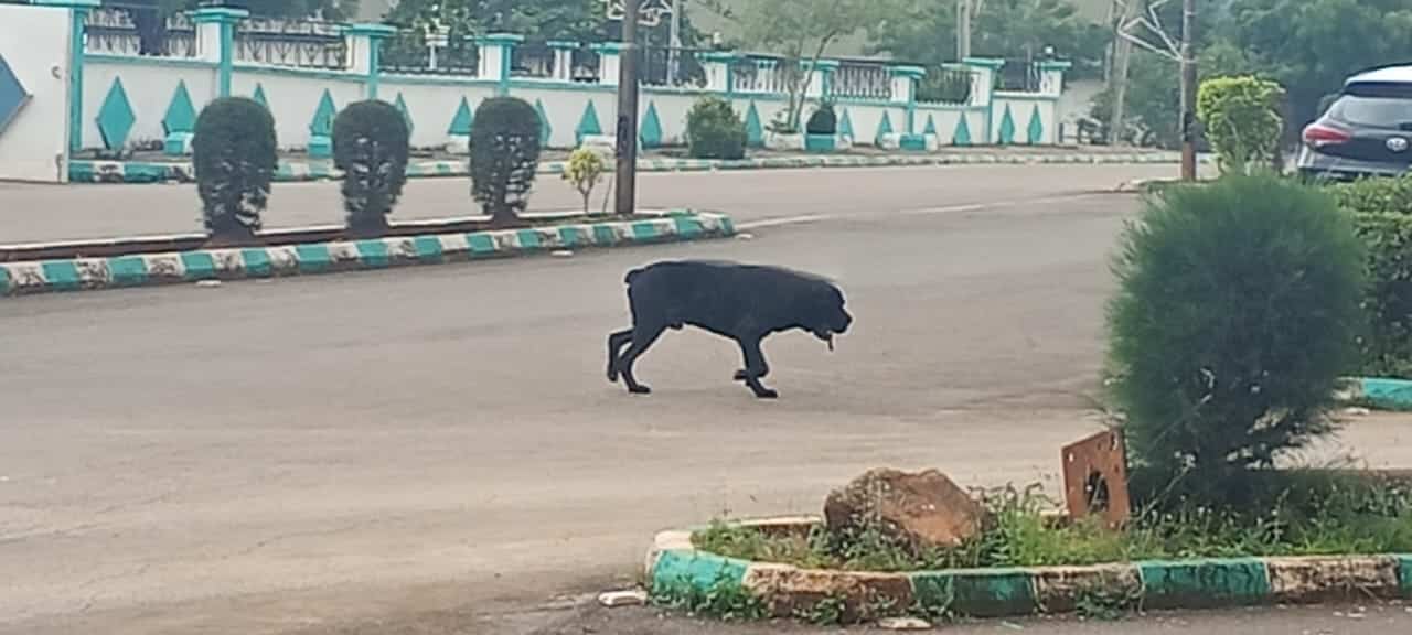 Commotion As Stray Dog Invade Ebonyi Govt House, Sends Workers Into Hiding